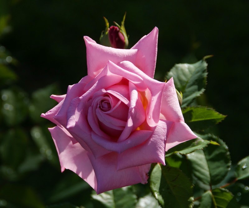 Organic Garden Dreams: August Roses