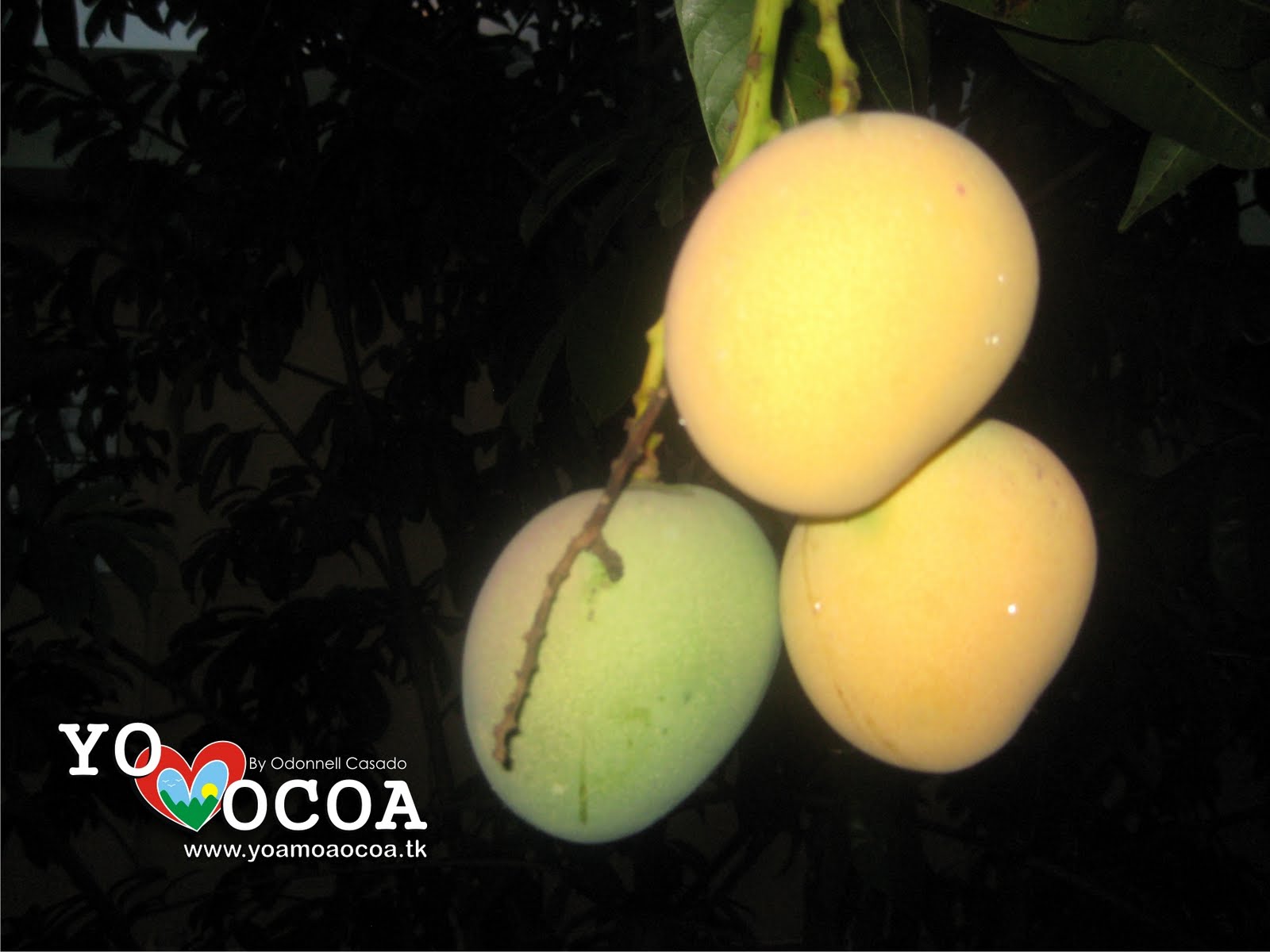 Odonnell Casado: Mango Time!!!