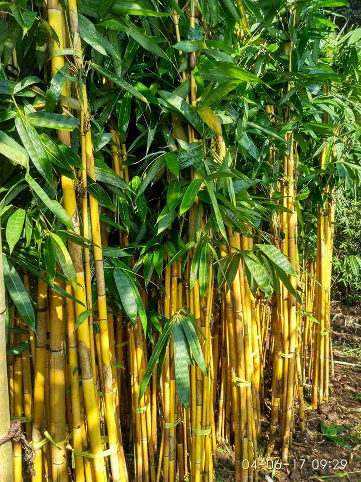 Jual bambu kuning | pohon bambu kuning | Jual bambu kuning dan jepang ...