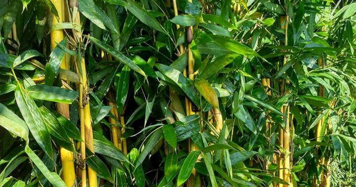 Jual bambu kuning | pohon bambu kuning | Jual bambu kuning dan jepang ...