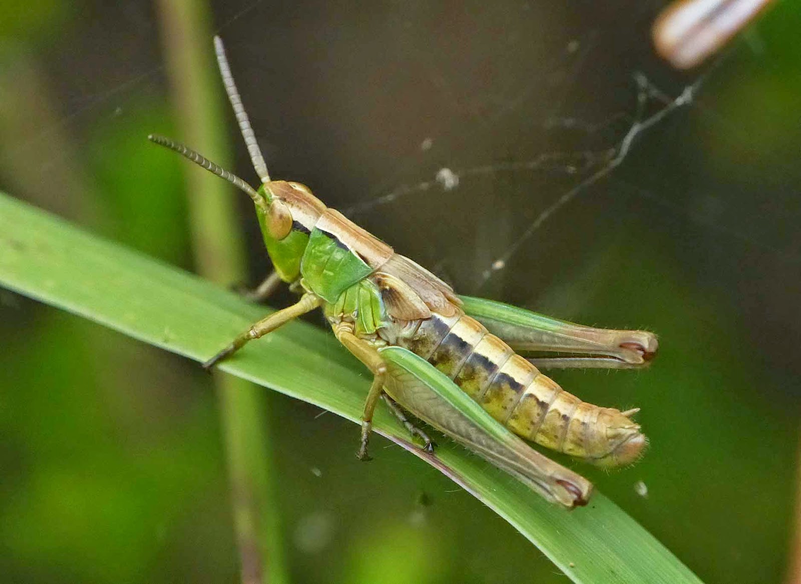 Insects of Scotland: Grasshoppers