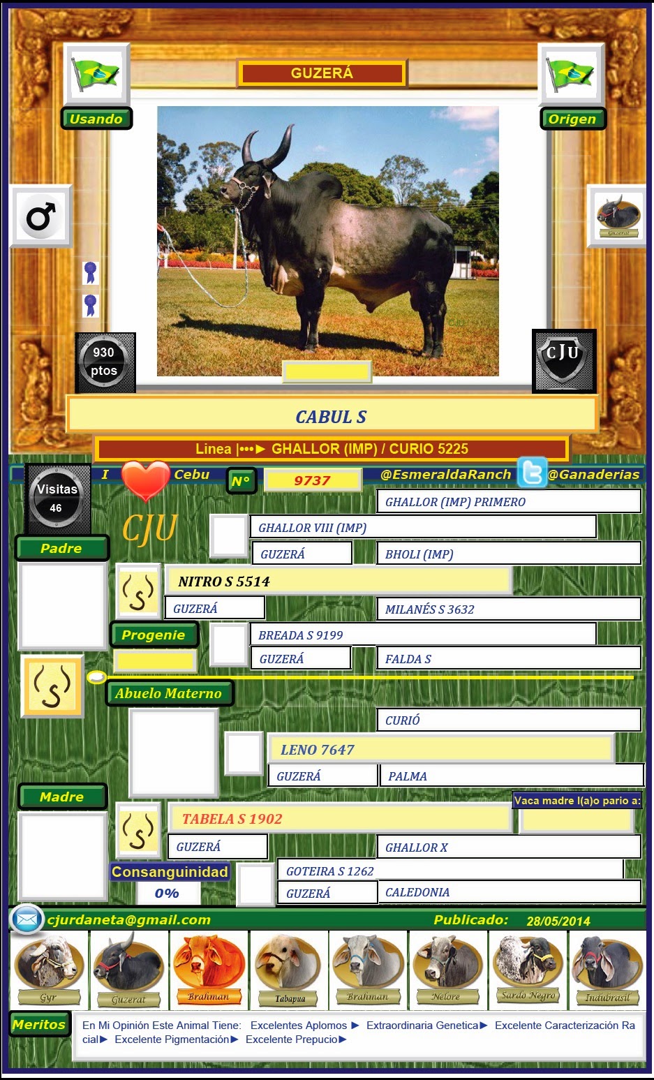 CEBÚ ♥ ♥ ♥ ZEBÚ♔♕♖♗♘ LA PASIÓN POR EL #CEBÚ #ZEBU: CABUL S ...