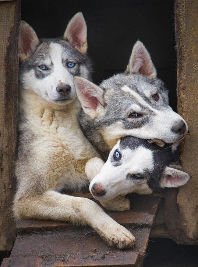 Natgeoazeribajan: Haski