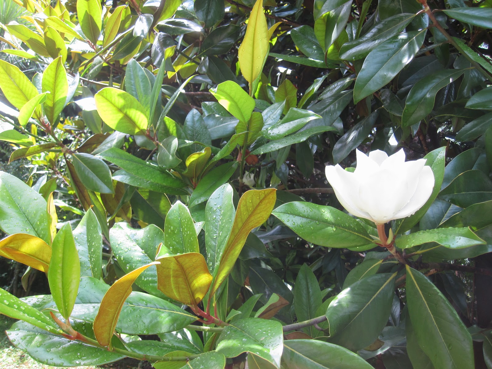 BAHCEMDEKİ SİHİR: MANOLYA ( MAGNOLİA )