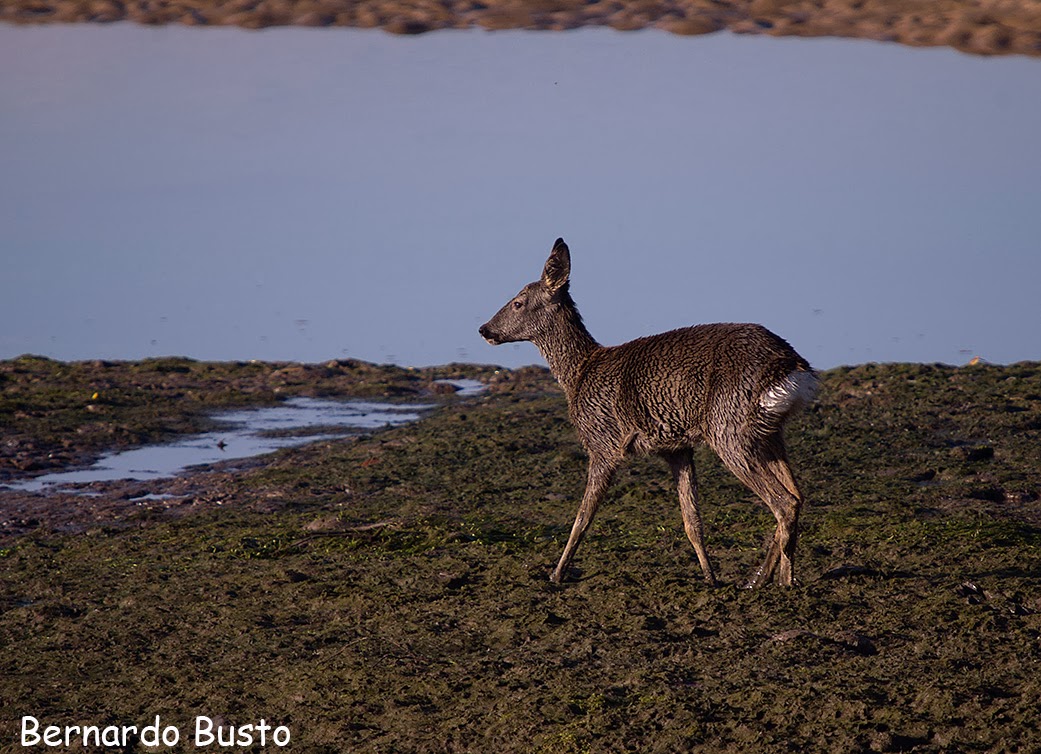 RÍA DE LA VILLA: Una Corza de excursión