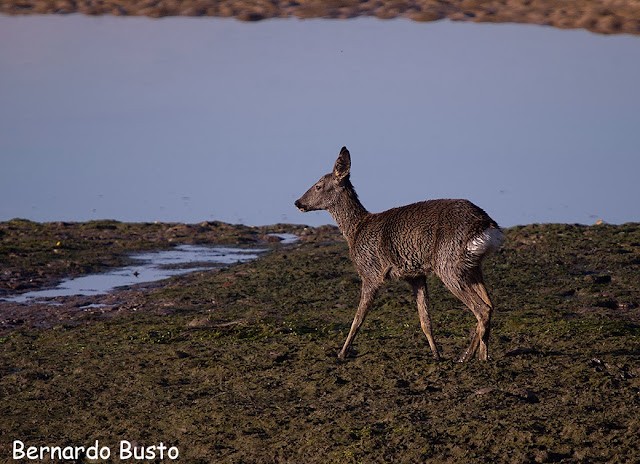 RÍA DE LA VILLA: Una Corza de excursión