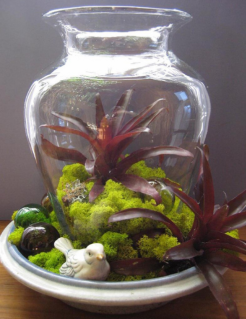 The Fern and Mossery: Building a Bromeliad Terrarium