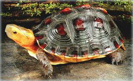 Yellow-margined Box Turtle | Animal Wildlife
