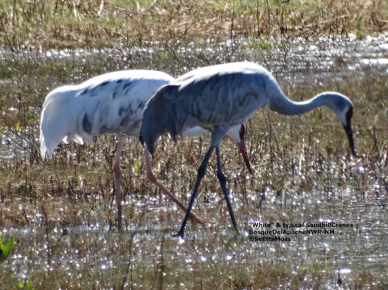 'White' crane at Bosque del Apache "hooks up" with a typical Sandhill Crane
