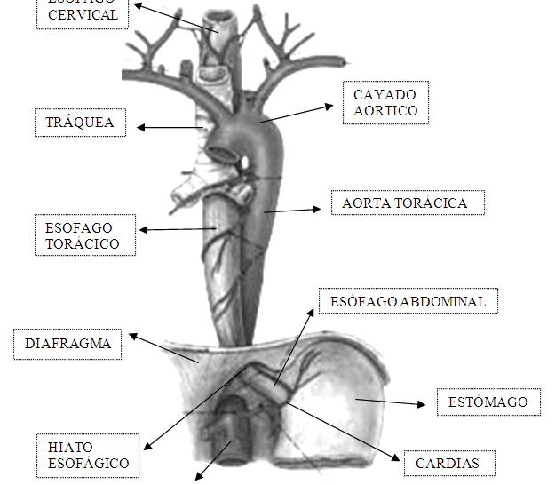 Resumos em Cirurgia Geral: Julho 2016