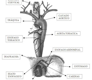Resumos em Cirurgia Geral: Esôfago - Anatomia