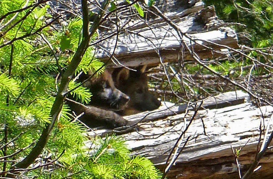 White Wolf : First Wolves Born In Oregon Caught On Camera