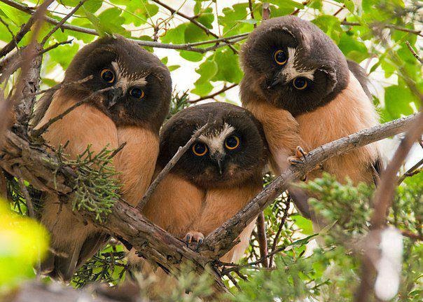 Nuestro Mundo: Buhos