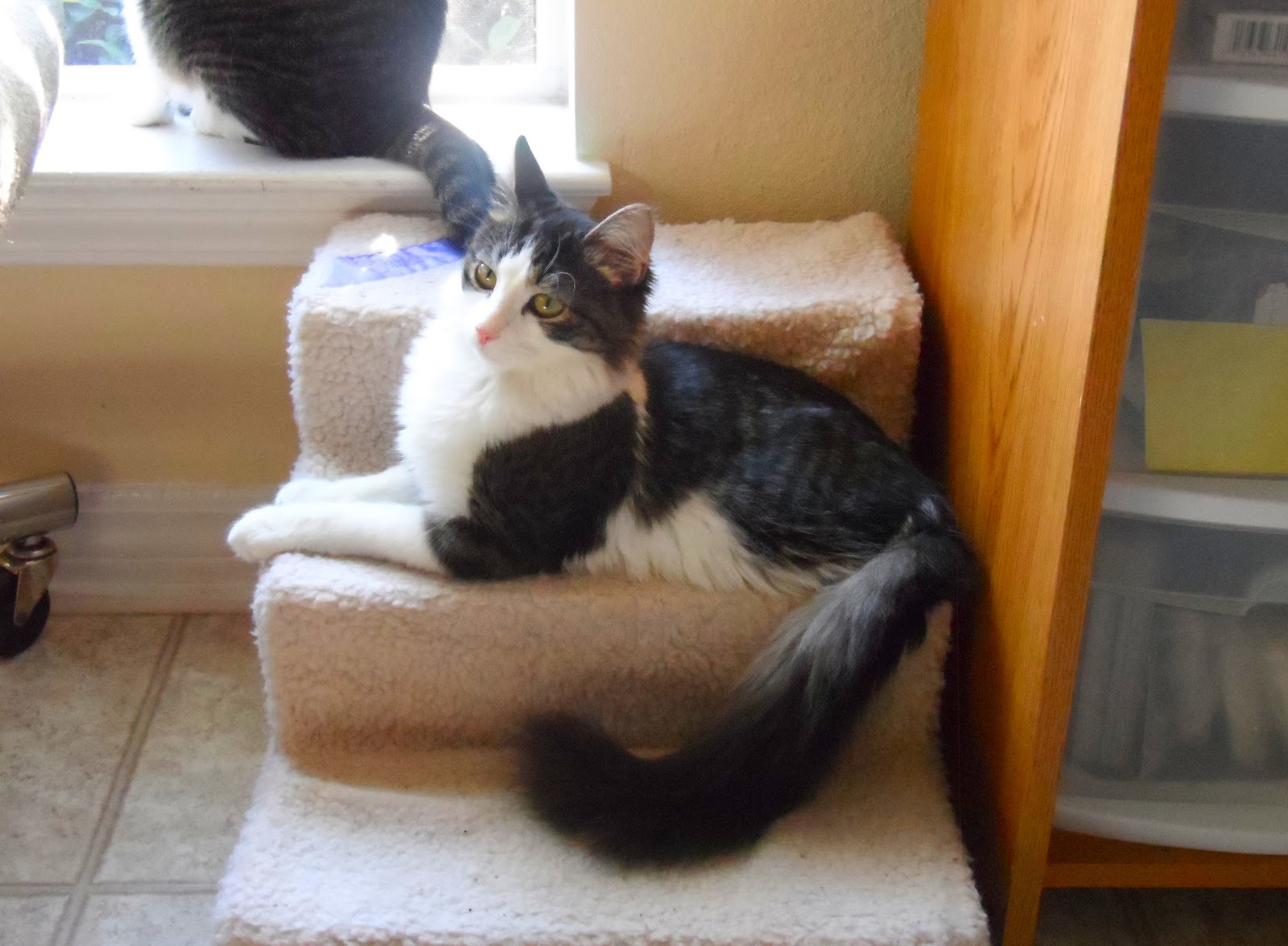 Anakin The Two Legged Cat: New Photo ~ Handsome Anakin!