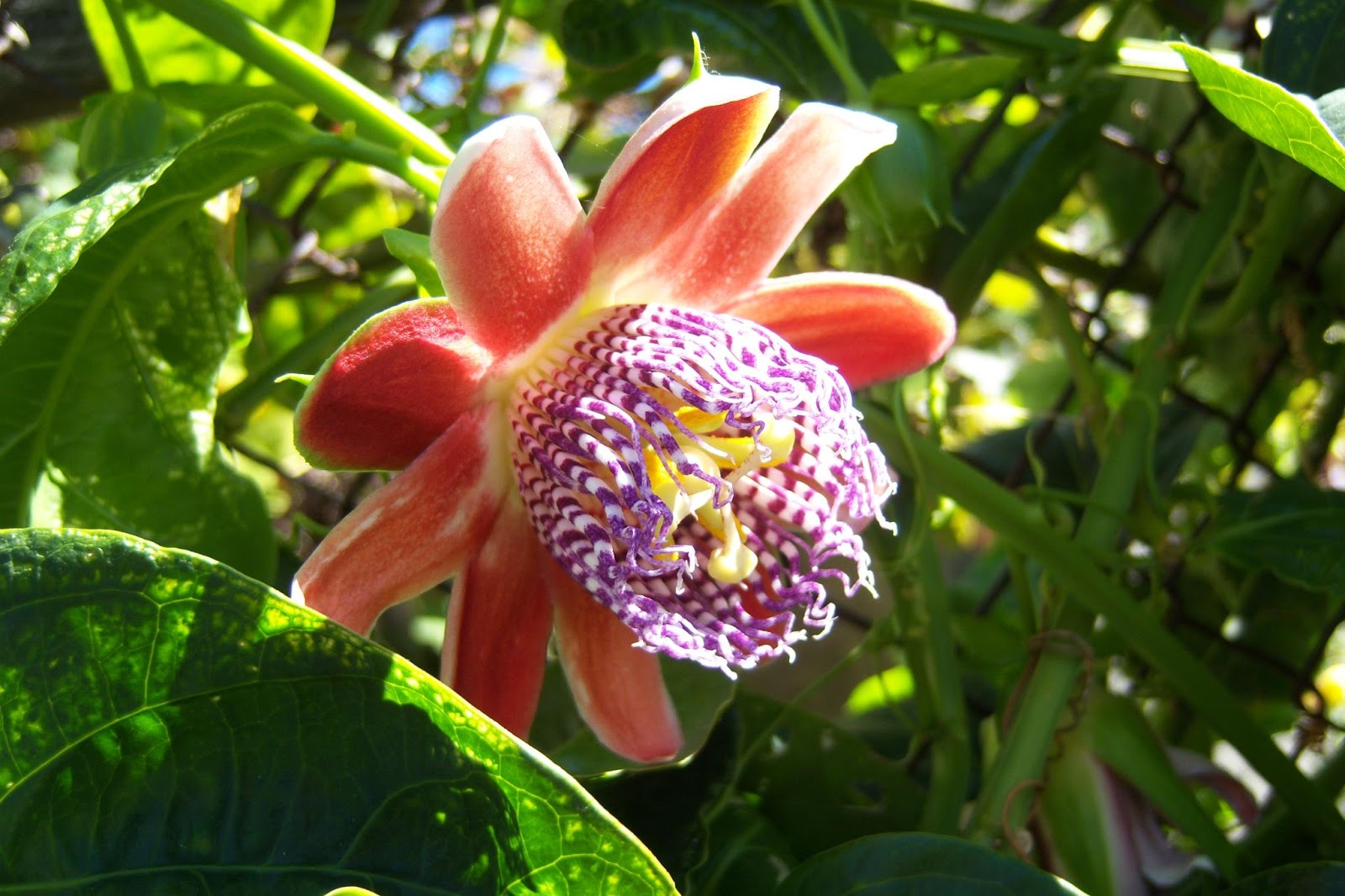 Salud Natural - Natural Health: PASIFLORA