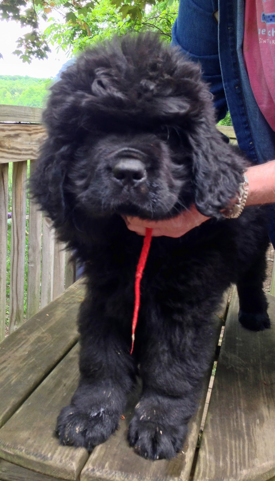 Hope Farm Newfoundlands