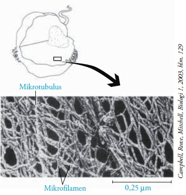 Struktur dan Fungsi Sitoskeleton - Gambar