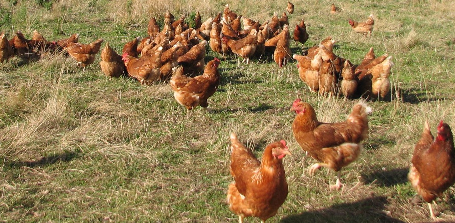 Free Range Eggs: 2017