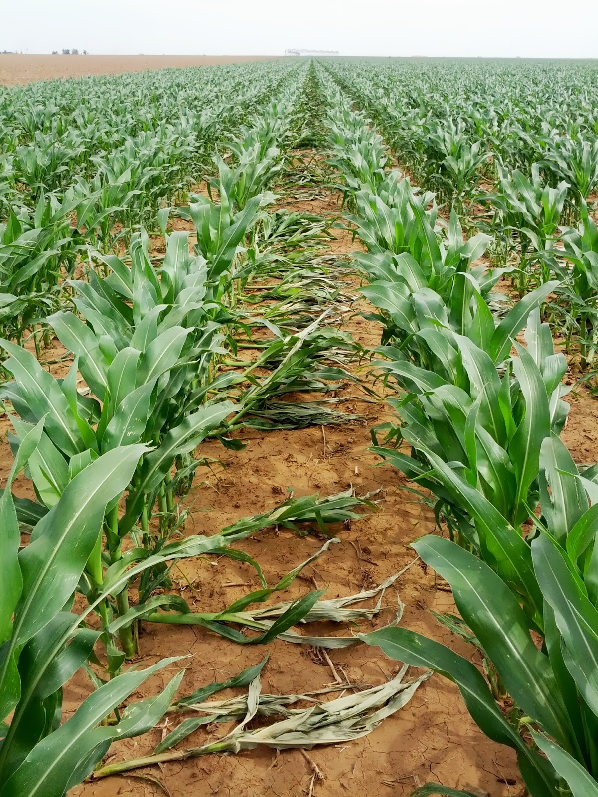 Northwest Plains Integrated Pest Management: Corn Update