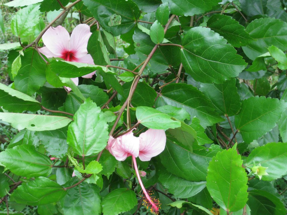 that thing called RAGSAK: Scent of Summer