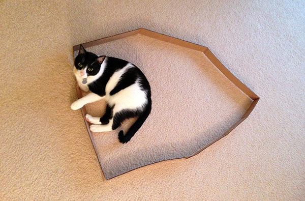 Your Daily Cute: Two Cats Tuesday: Moo's Fake Box