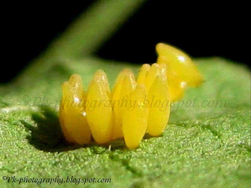 Ladybug Life Cycle | Nature, Cultural, and Travel Photography Blog