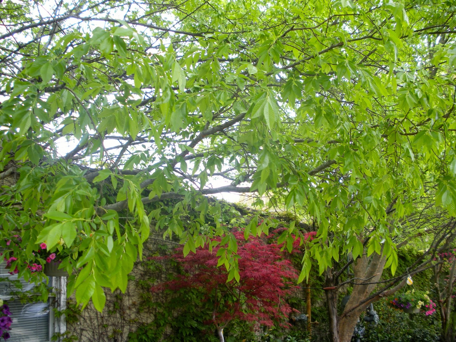 Memphis Trees: A walk in the Greentrees neighborhood to Holmes Park and ...