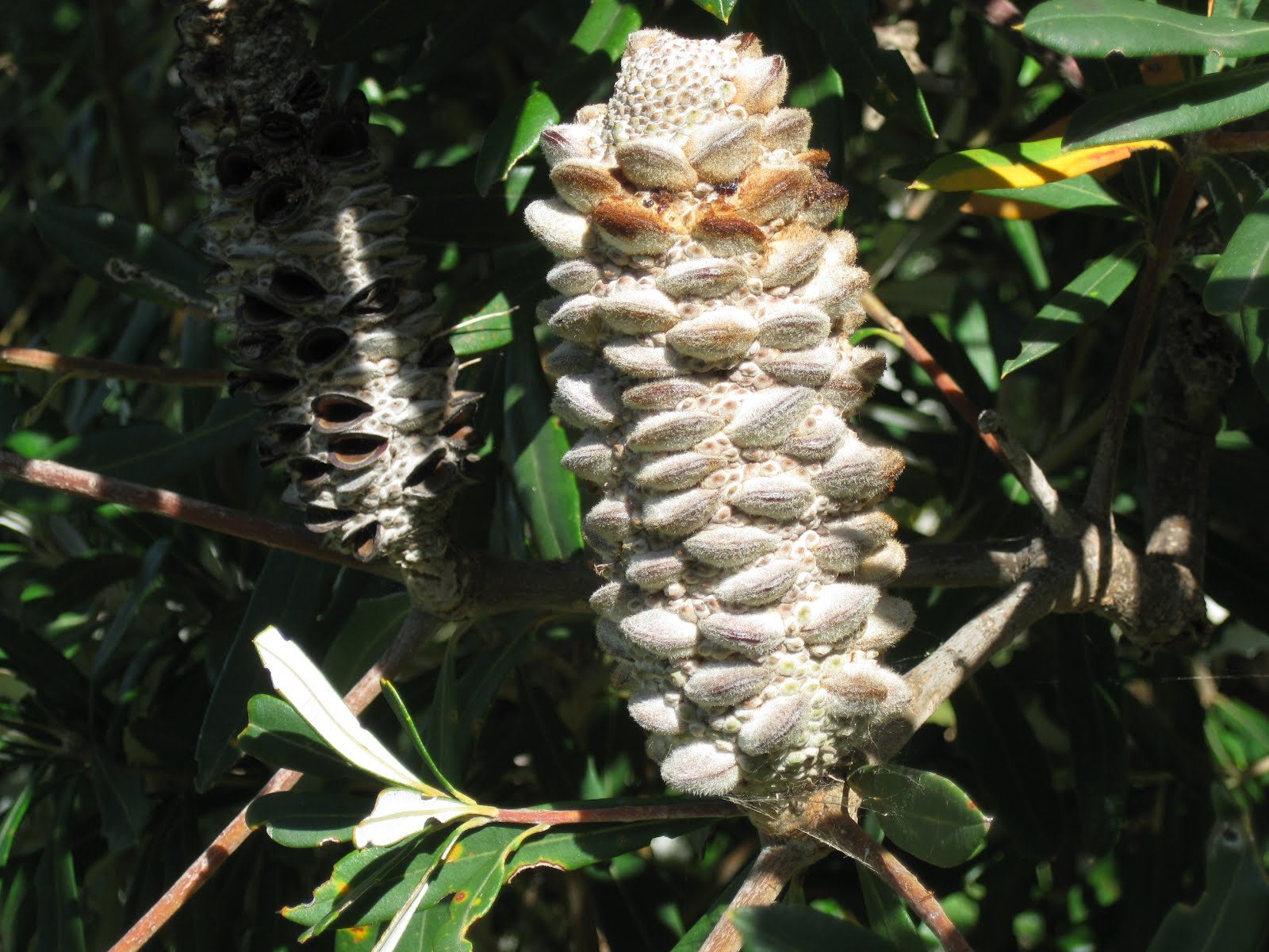Robin's Double Life: Big Bad Banksia Men: created by May Gibbs