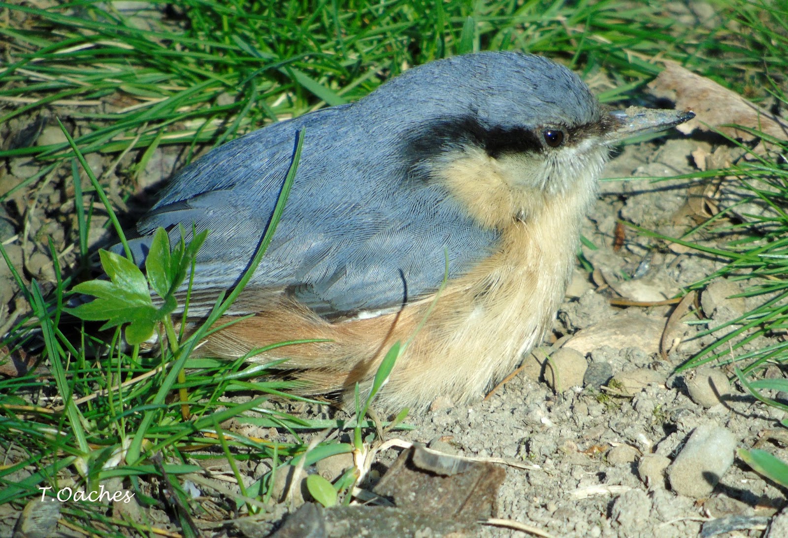 PASARI DIN ROMANIA: TICLEAN, Sitta europea