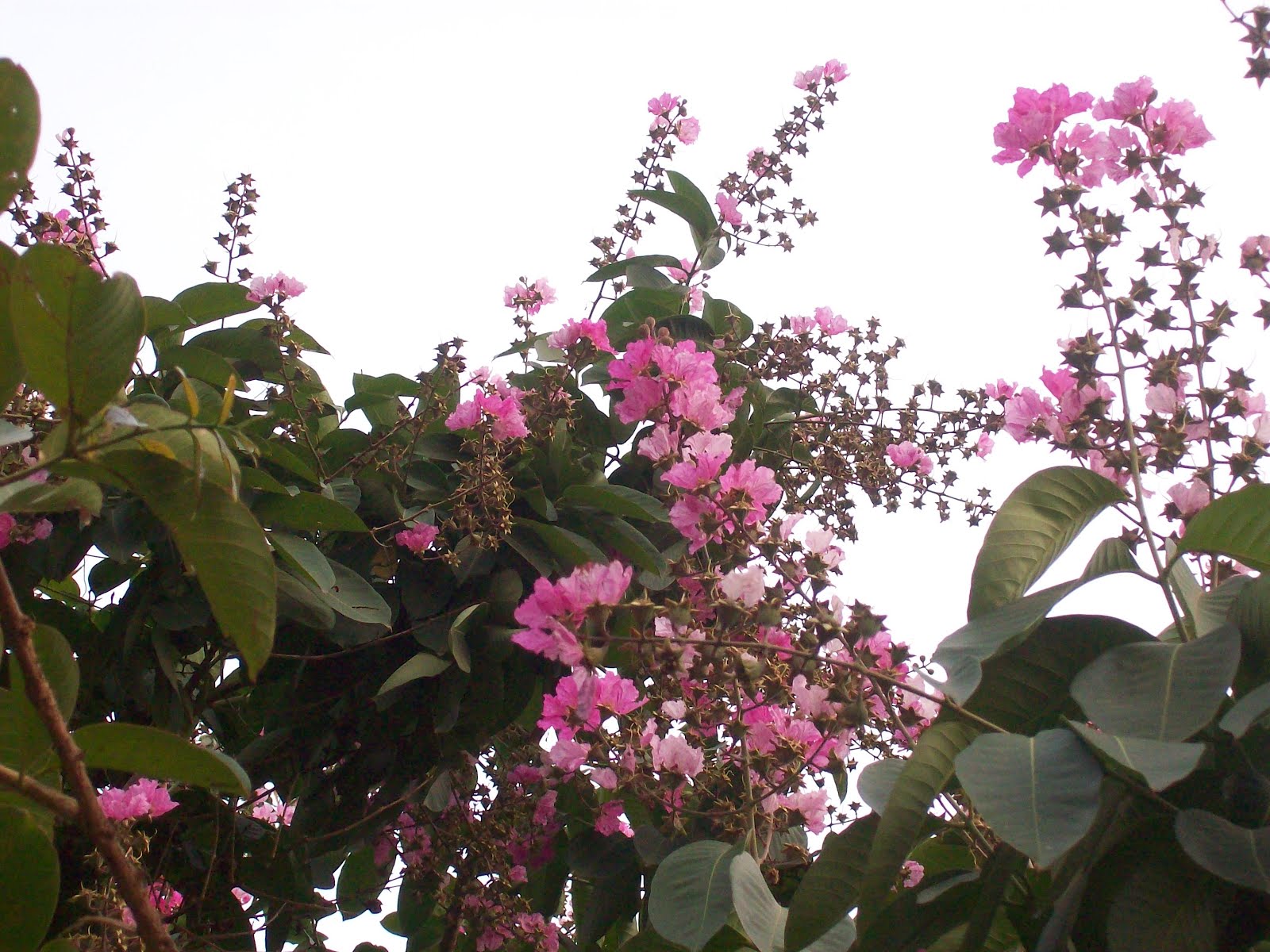 gardentropics: Pride of India