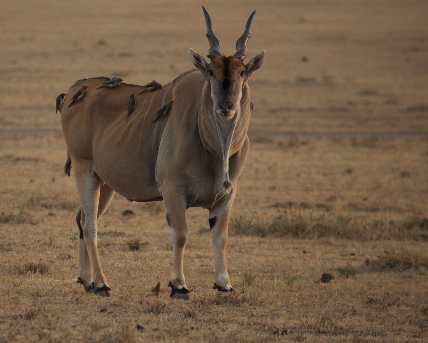 Notes From Kenya: MSU Hyena Research: Rate the Mara: Common Eland ...