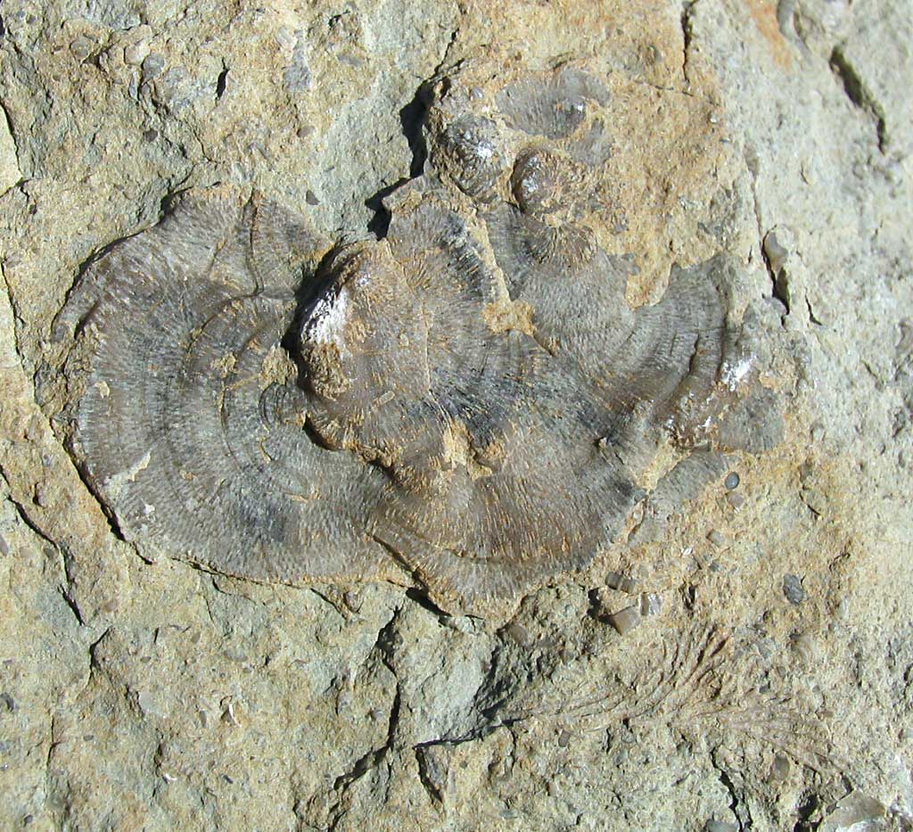 Louisville Fossils and Beyond: Thamniscus niagarensis Bryozoan