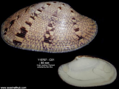 Variety of Life: Paphia