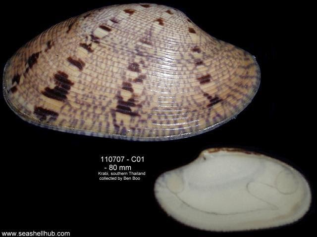 Variety of Life: Paphia