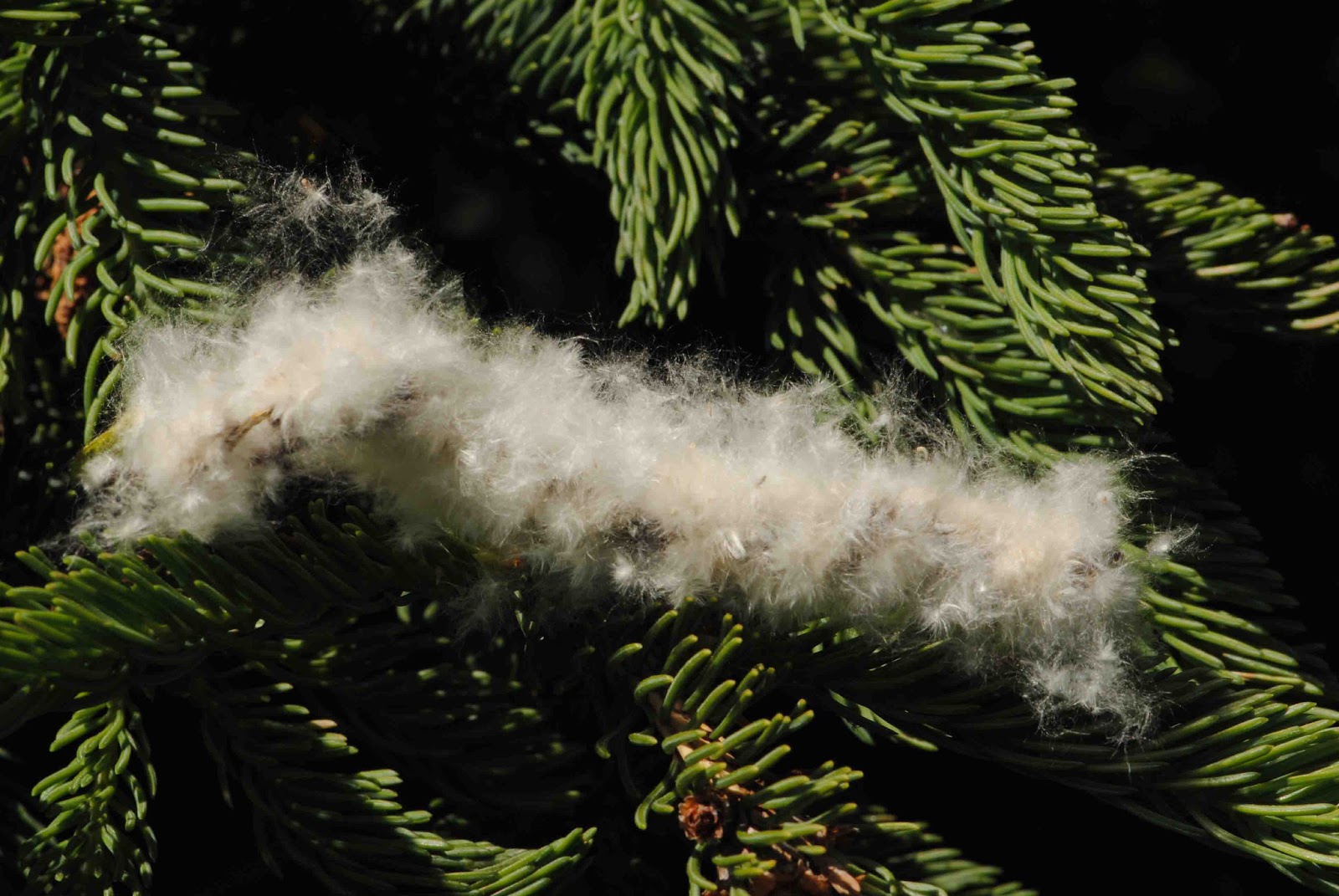 Seasons in the Valley + Furry Gnome's Adventures: Poplar Fluff