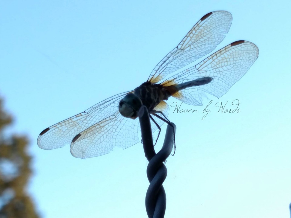 Woven by Words: Wordless Wednesday: Dragonflies