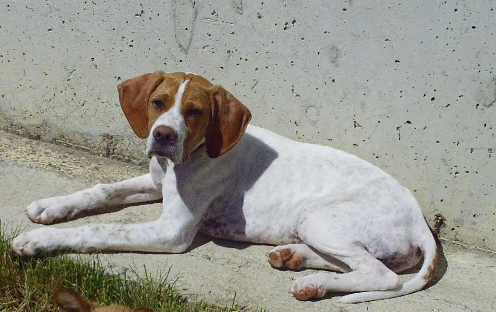 Villalobón (Palencia): Busco Pointer | EL BUSCA PERROS DE CAZA ...