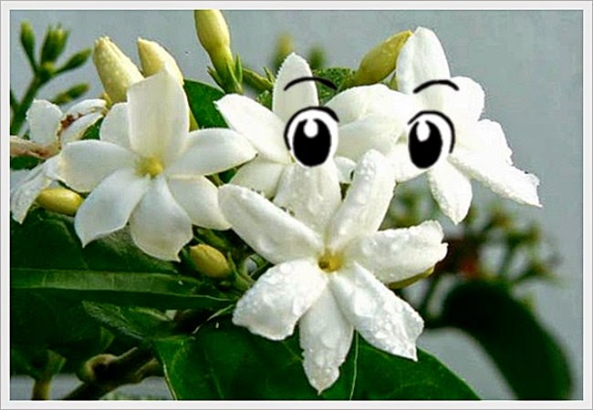 Khasiat & Manfaat Bunga Melati Untuk Kesehatan Mata