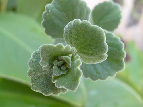 PLANTAS MEDICINALES: Alcanfor