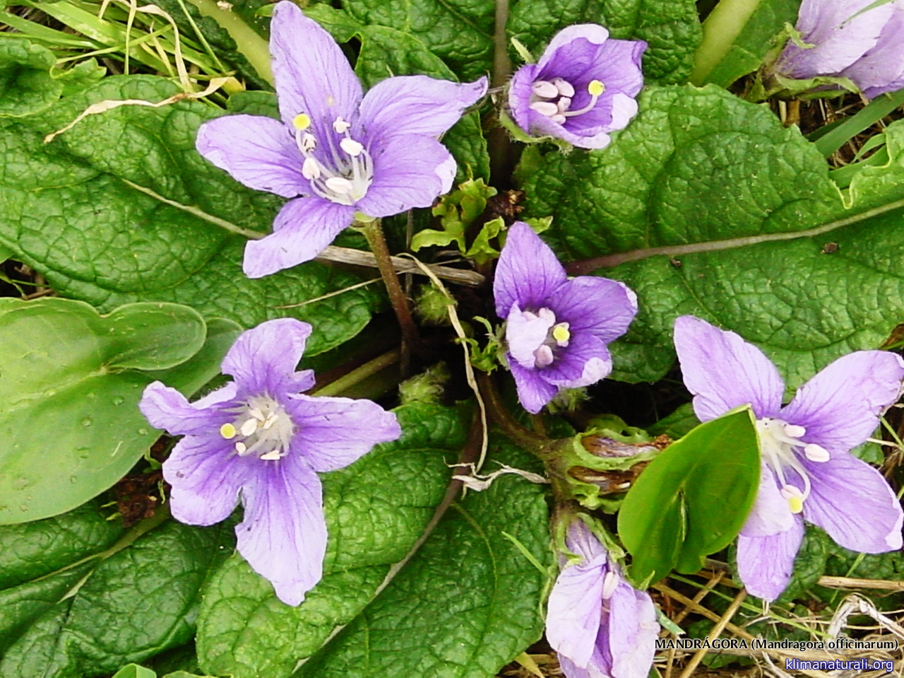 Mandrágora (Mandragora officinarum)