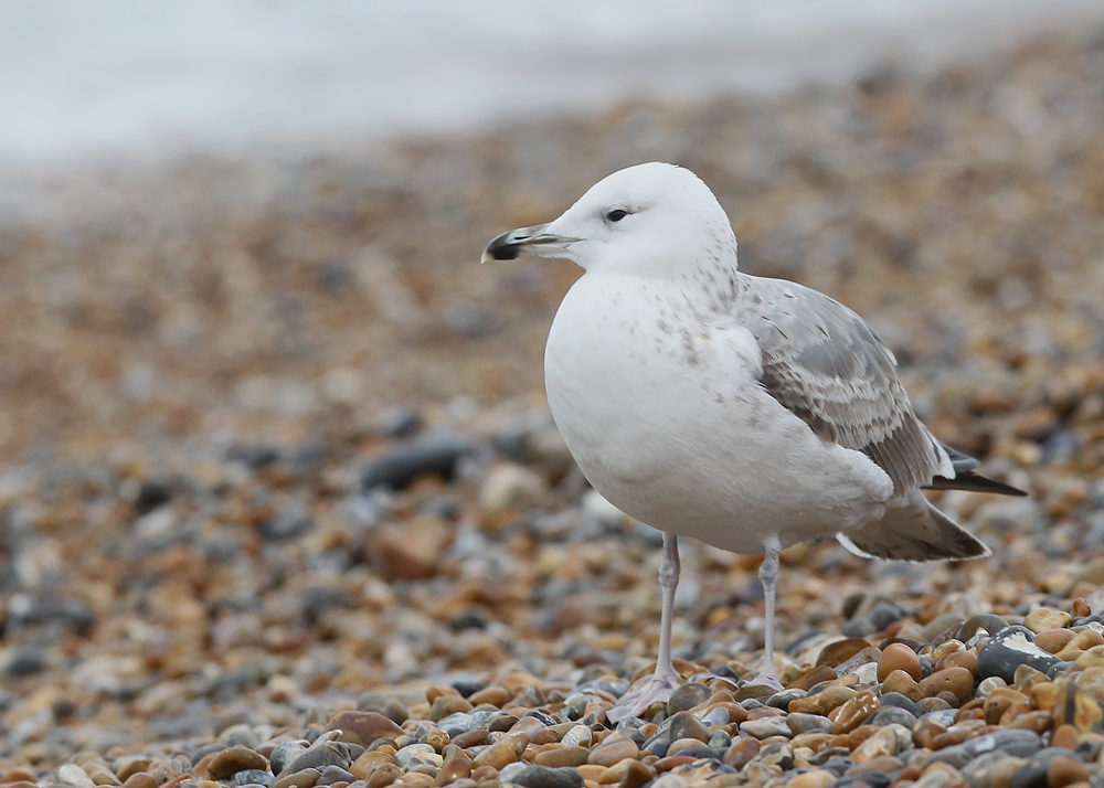 Richard Smith - Birdwatching Days Out: 2x CASPIAN GULL, 1st winter ...