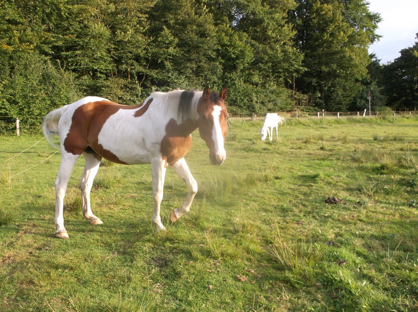 Pferde, unsere stolzen Freunde: Heute Abend nach dem Regen