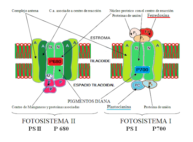 CURIOSIDADES CIENTÍFICAS : Procesos que ocurren en los tilacoides ...