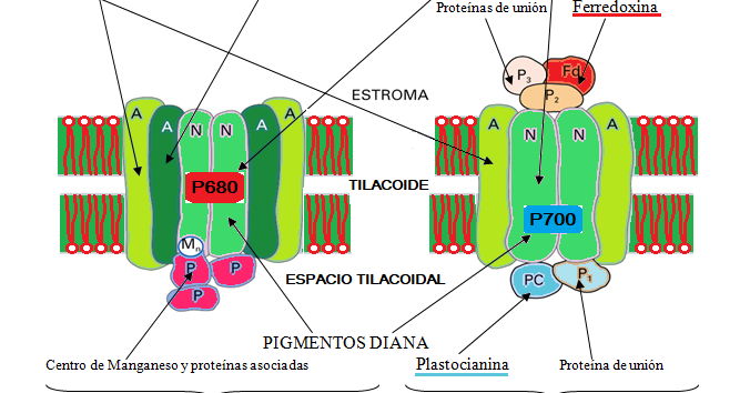 CURIOSIDADES CIENTÍFICAS : Procesos que ocurren en los tilacoides ...
