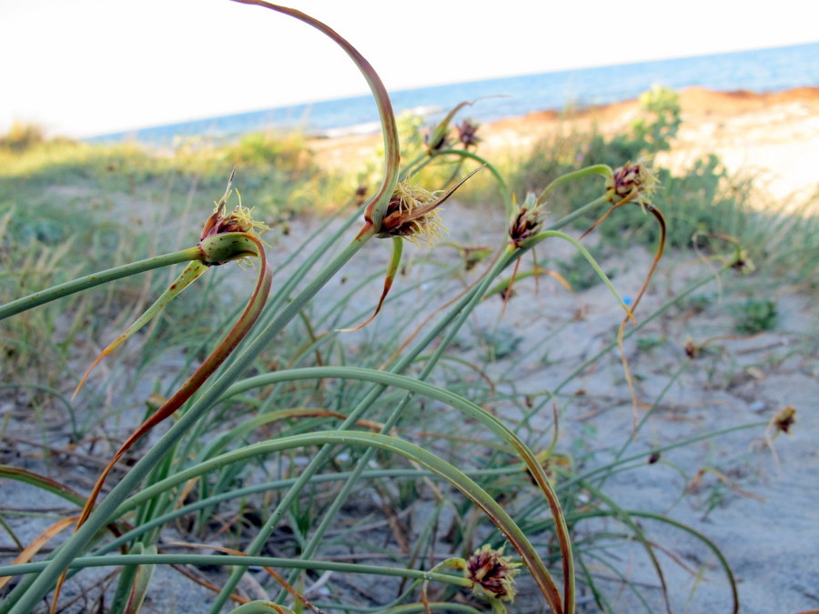 FLORA NEL SALENTO e.. anche altrove: Cyperus capitatus Vand ...