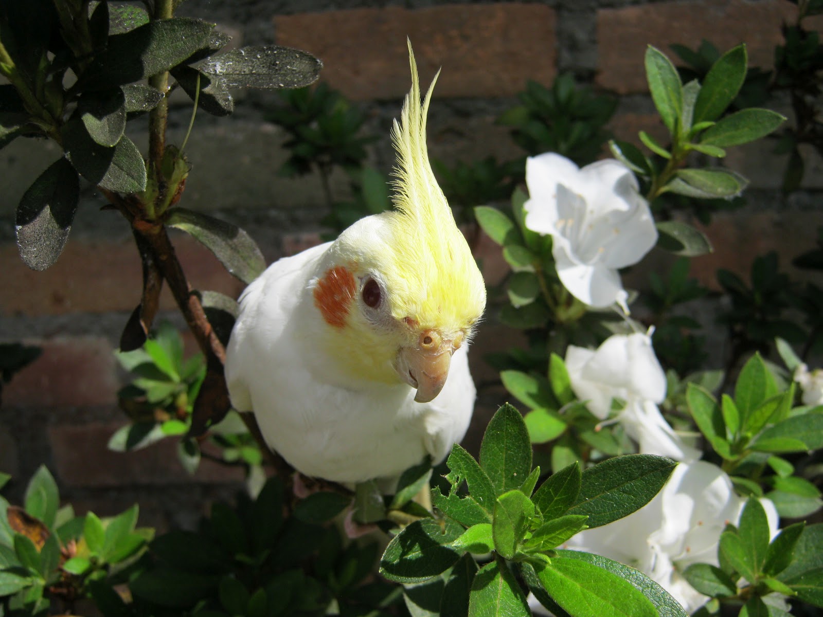 MI MASCOTA FAVORITA: Aves Ornamentales Tiernas