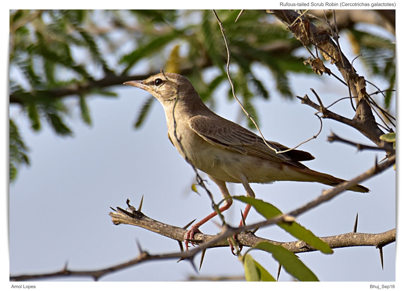AmolDiego: Bhuj Birding