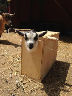 Abstracts from the Goat Farm: Trust Ramp