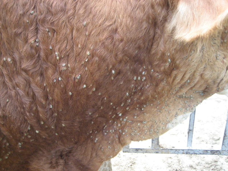 Tick Control on Cattle and Game: Blue Tick Resistance Program in ...