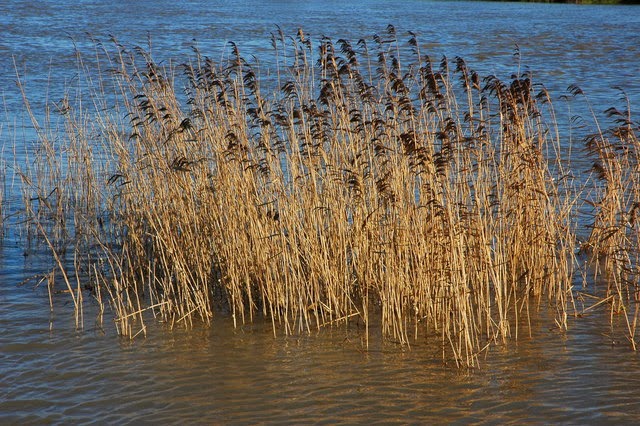 Moses in the River - Sunday School Lessons ~ Sunday School Lessons of ...